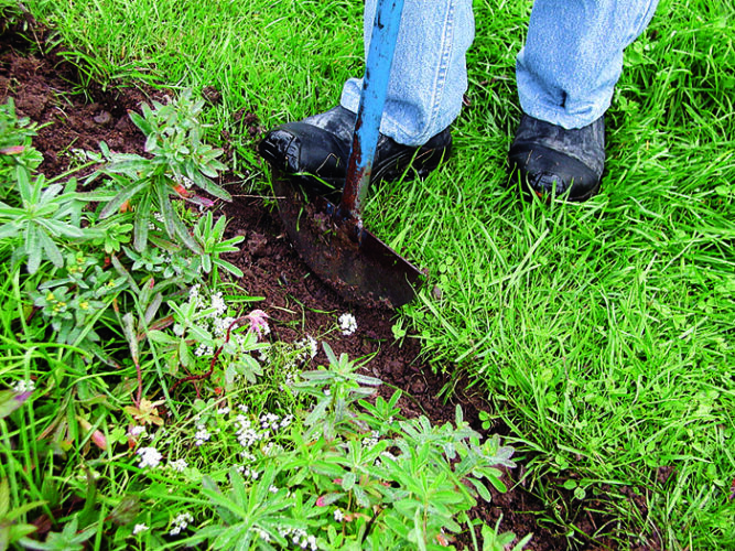 4 Rules for Weedless Gardening – Mother Earth News